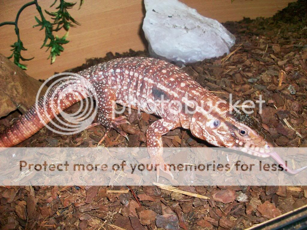 pair of red tegu's | Reptile Forums