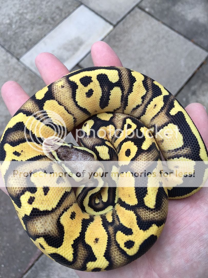 Royal Ball Python Morph Identity | Reptile Forums
