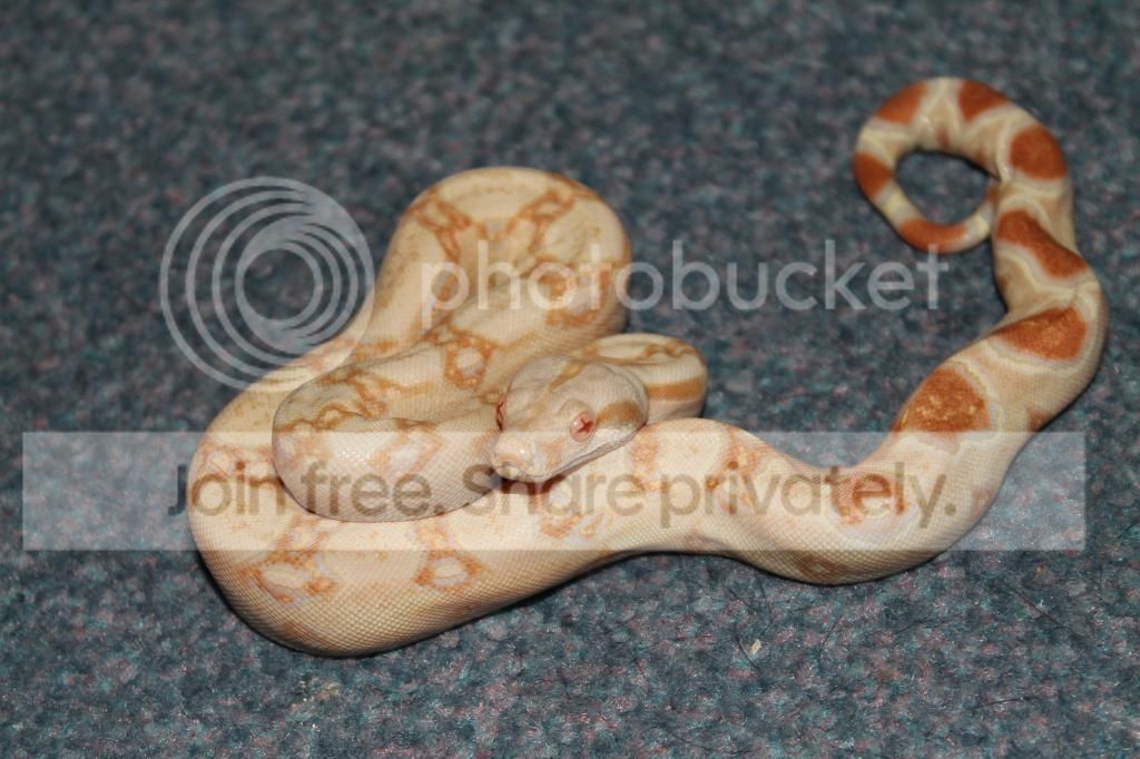 Sharp Albino Boa - 2014 - Female | Reptile Forums