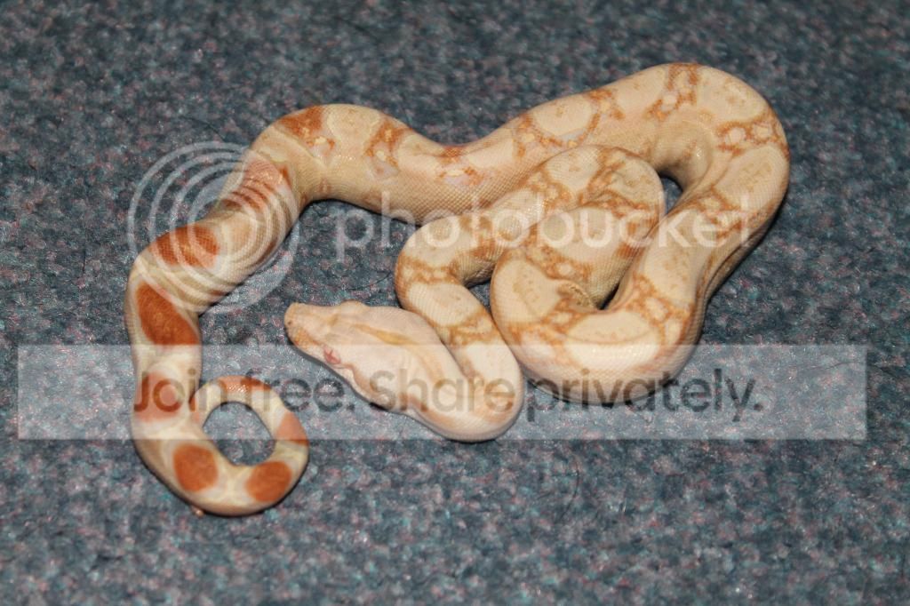 Sharp Albino Boa - 2014 - Female | Reptile Forums